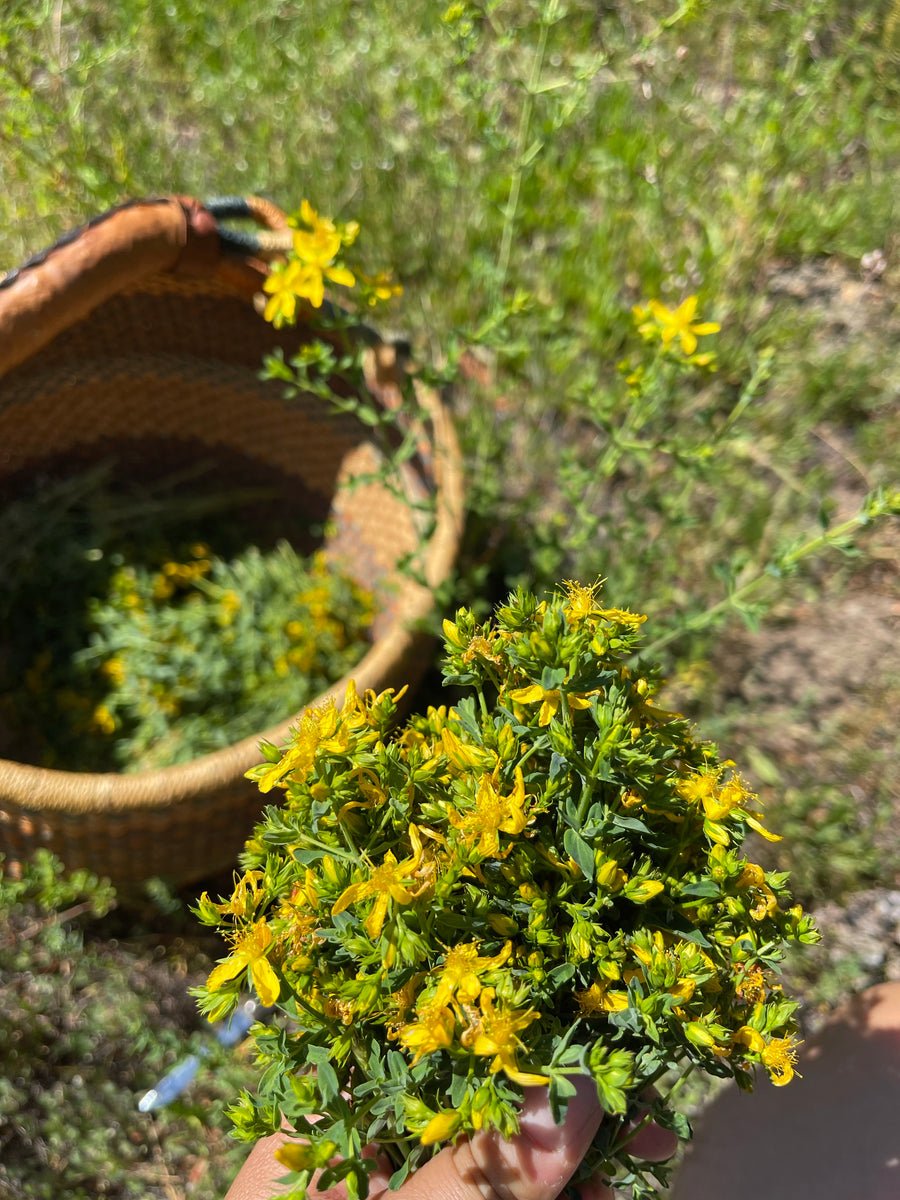 St. John’s Wort Body Oil – Urban Sage Goods